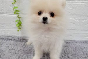 3428 ポメラニアン | ペットショップ Aペット